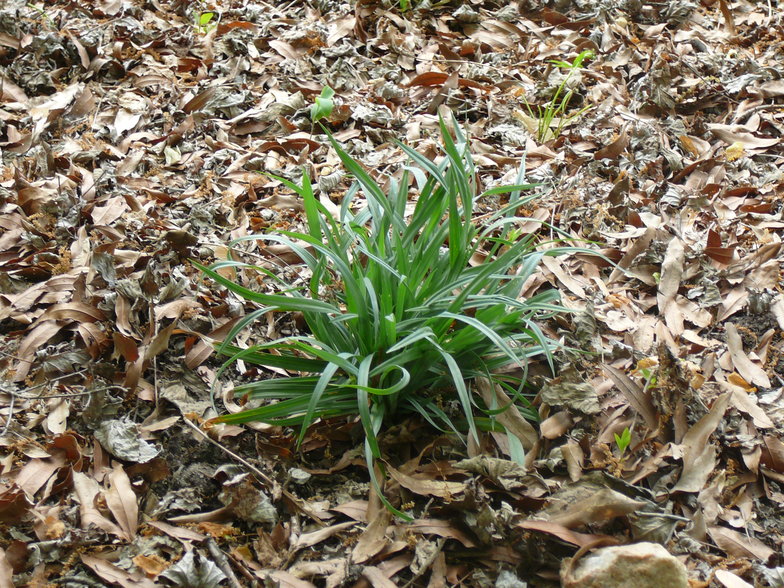 Blue wood sedge – Arlington Regional Master Naturalists