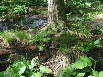 Barcroft Magnolia Bog Restoration Project Receives 2016 Achievement ...