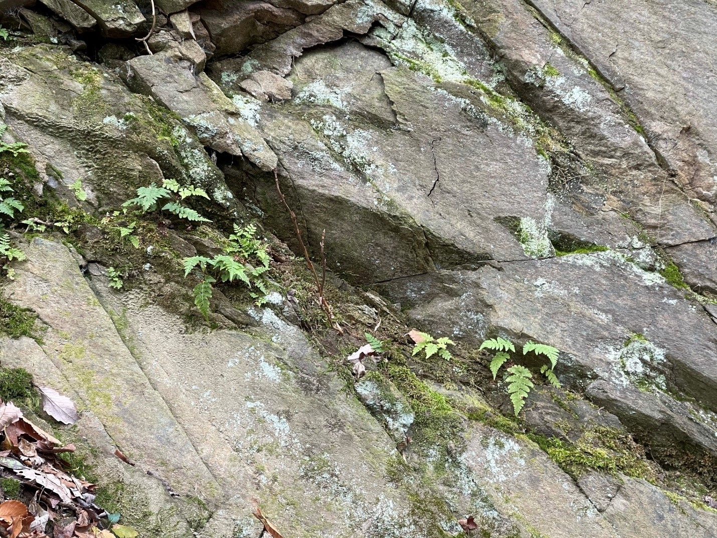 Sometimes the Small Things Tell the Real Story: Windy Run Park ...