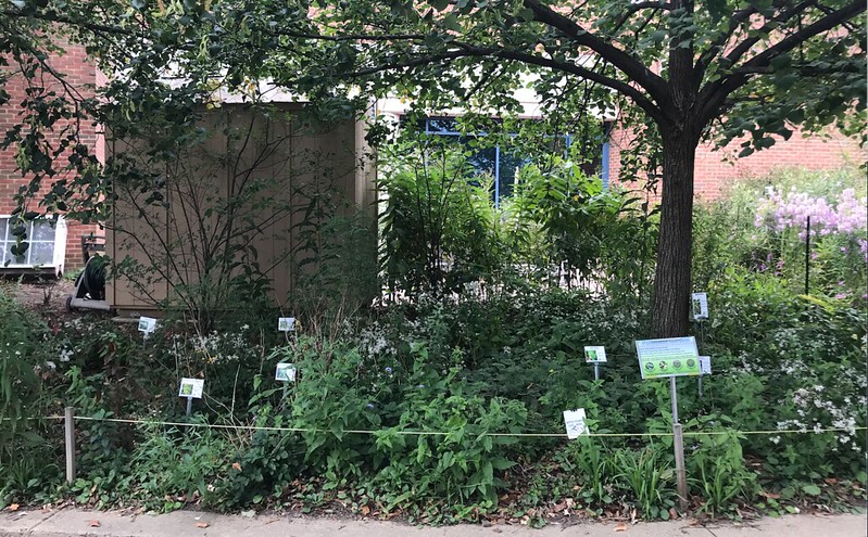 Arlington Central Library Native Plant Garden – Arlington Regional ...
