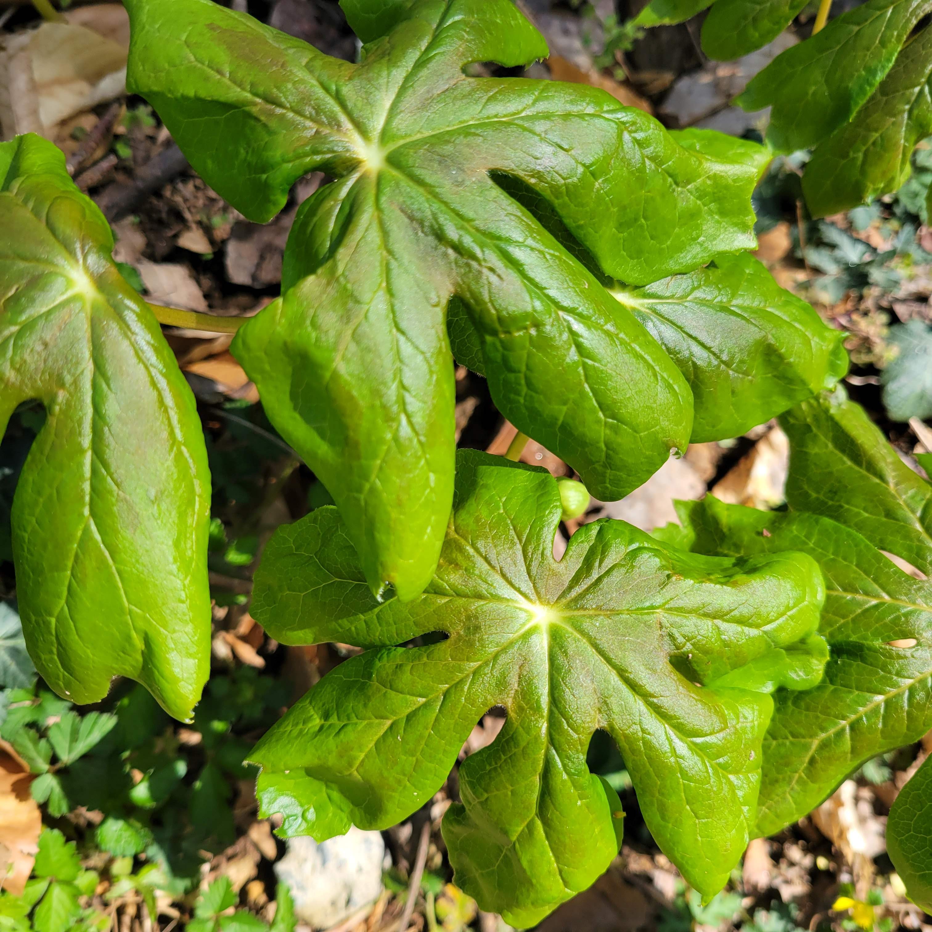 Photo 4 Closeup of mayapples – Arlington Regional Master Naturalists