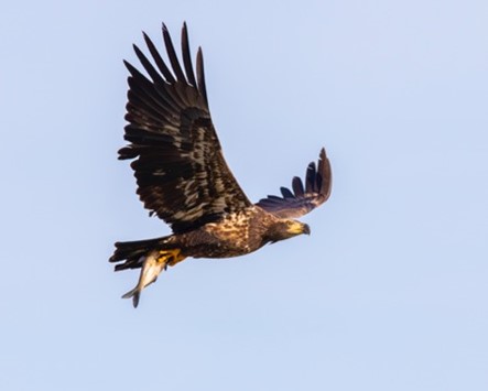 BODACIOUS BALD EAGLES: The Largest Gathering on the East Coast ...
